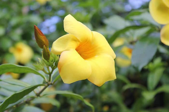 Allamanda: A Hardy and Eco-Friendly Ornamental for Your Garden