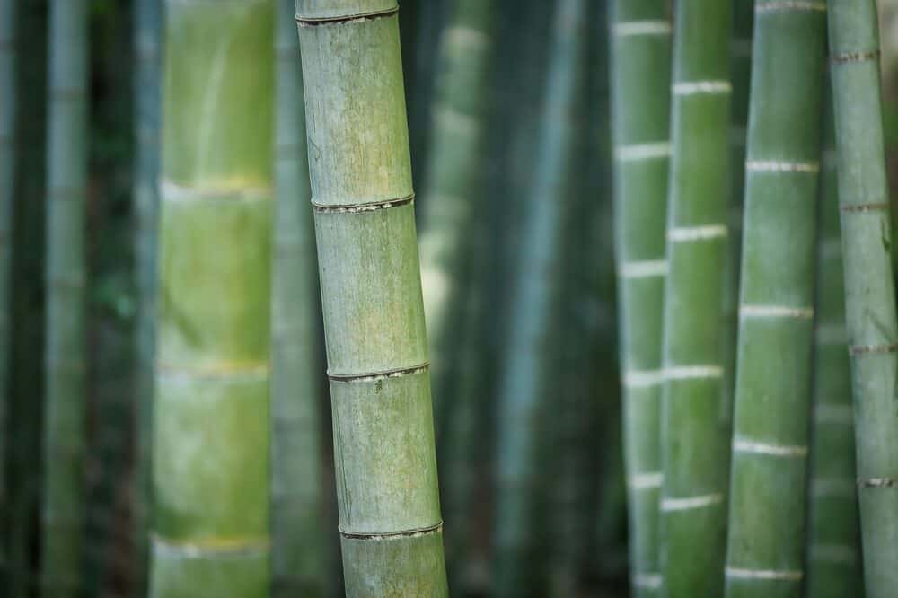 Exploring Bamboo Diversity in a Lush Costa Rica Garden : The Tico Times ...
