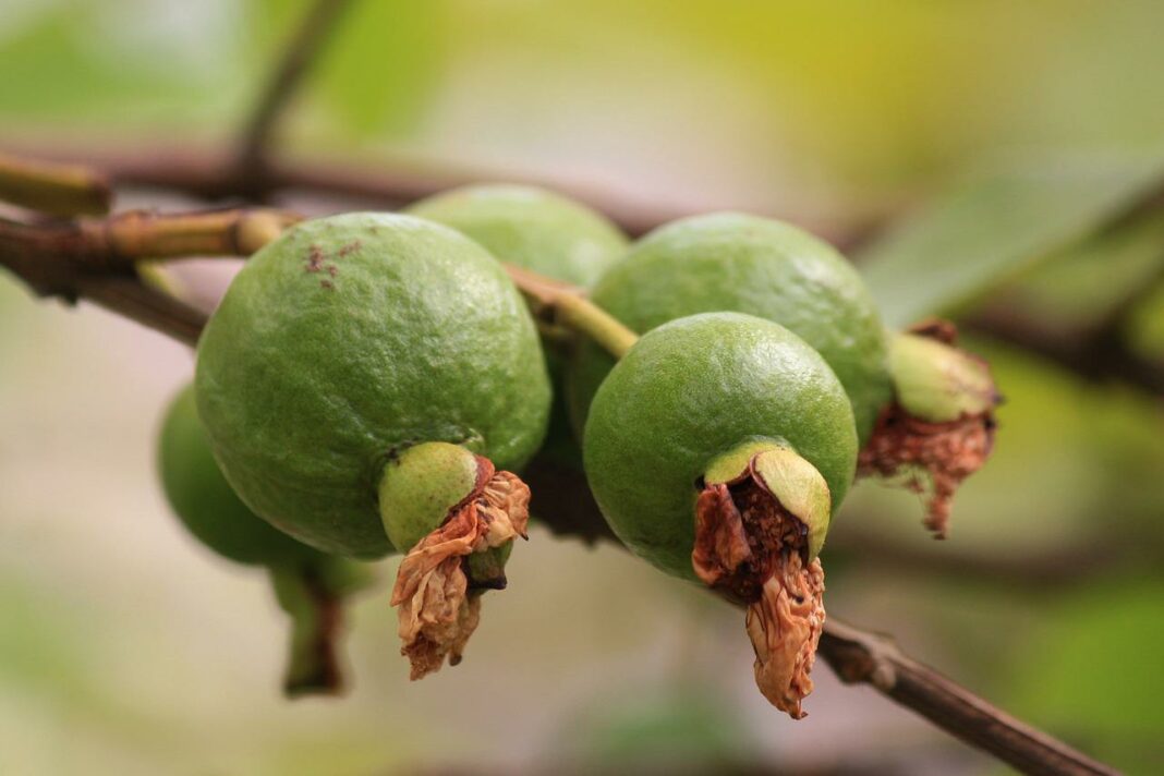 The 10 Best Tropical Fruits in Costa Rica to Try : The Tico Times ...