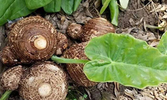 Taro: A Tropical Root Crop for the Costa Rica Home Garden