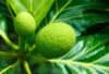 What is Breadfruit in Costa Rica: Everything you want to know : The ...