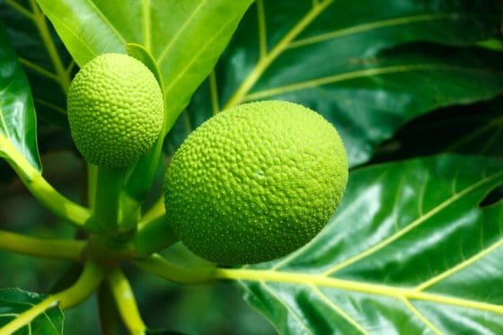 What is Breadfruit in Costa Rica: Everything you want to know : The ...