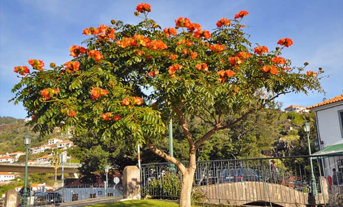 Costa Rica's Vibrant African Tulip Tree Adapts Well as Ornamental