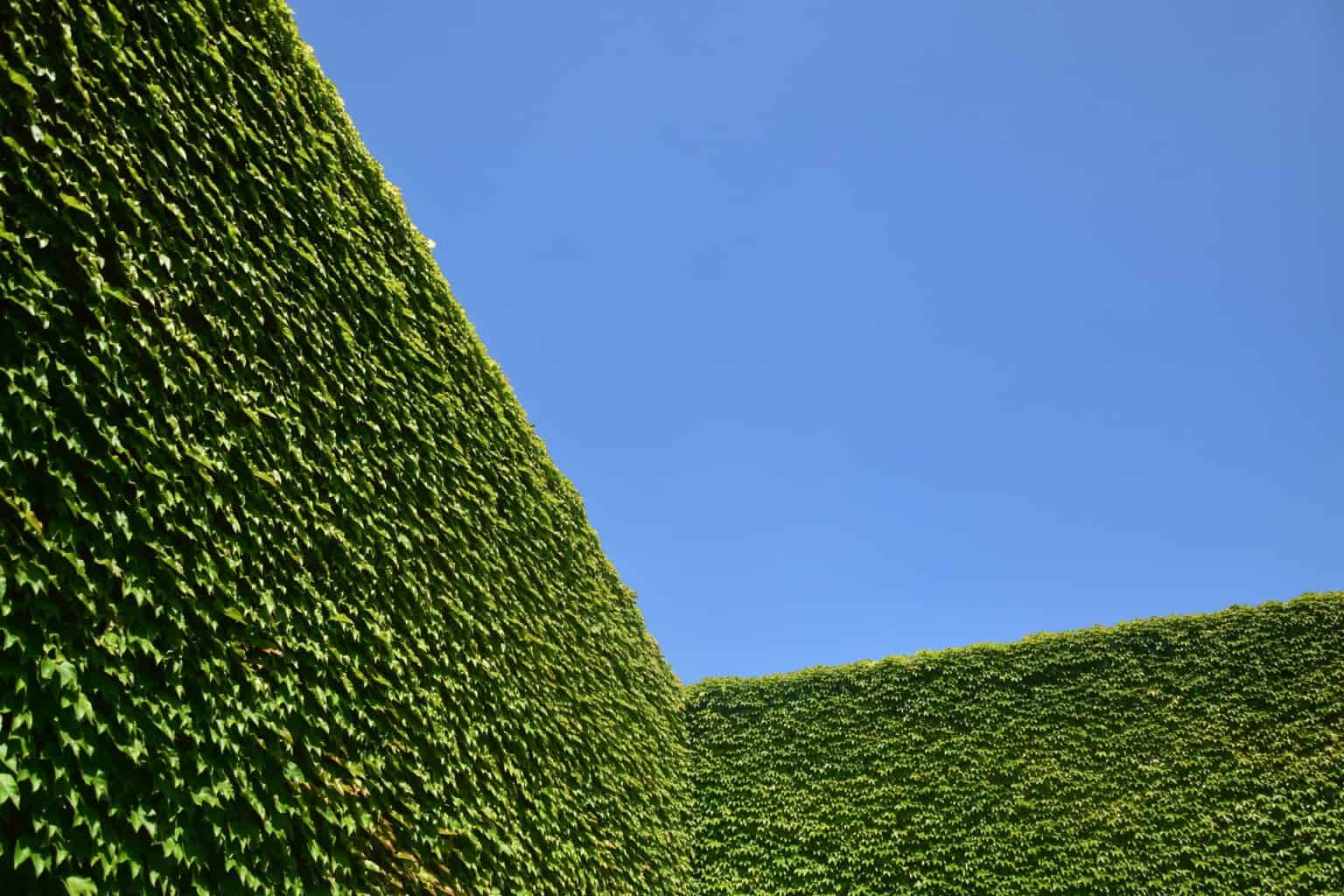 Costa Rican Gardens: Living Hedges, Fences Give A Pura Vida Look : The ...