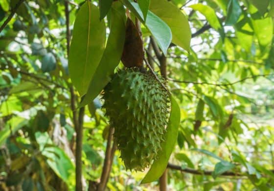 The 10 Best Tropical Fruits in Costa Rica to Try : The Tico Times ...