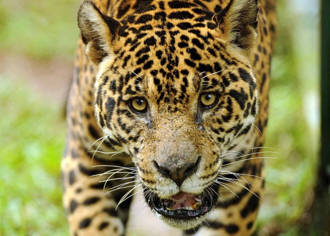 Jaguars: a symbol of Costa Rica