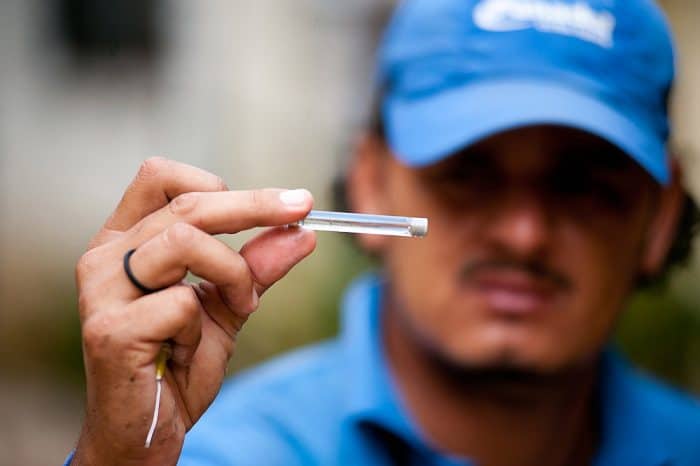 Why Mosquitoes in Costa Rica Are Winning Against Insecticides