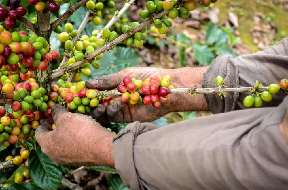 Climate change is making coffee a risky bet for Central America