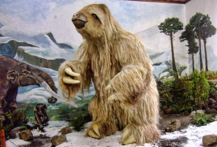 Giant sloth spotted in San Ramón : The Tico Times | Costa Rica News ...