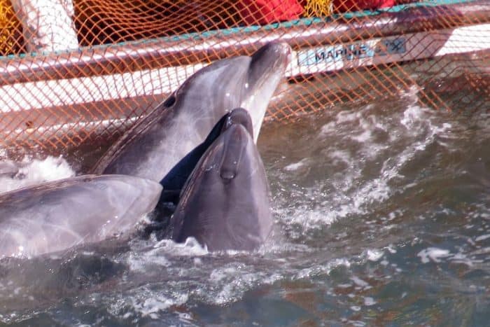 Japan dolphin hunt goes on after slaughter : The Tico Times | Costa ...