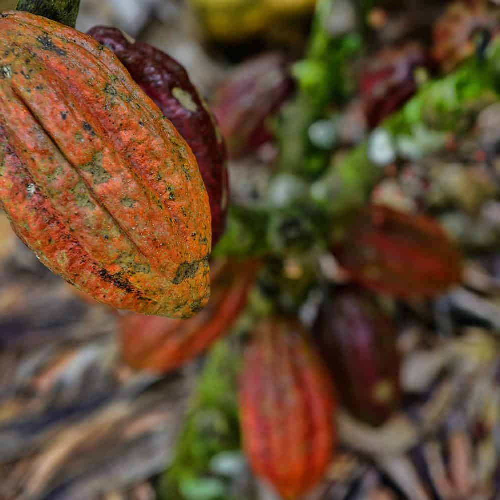 Costa Rica’s chocolate comeback – The Tico Times | Costa Rica News ...
