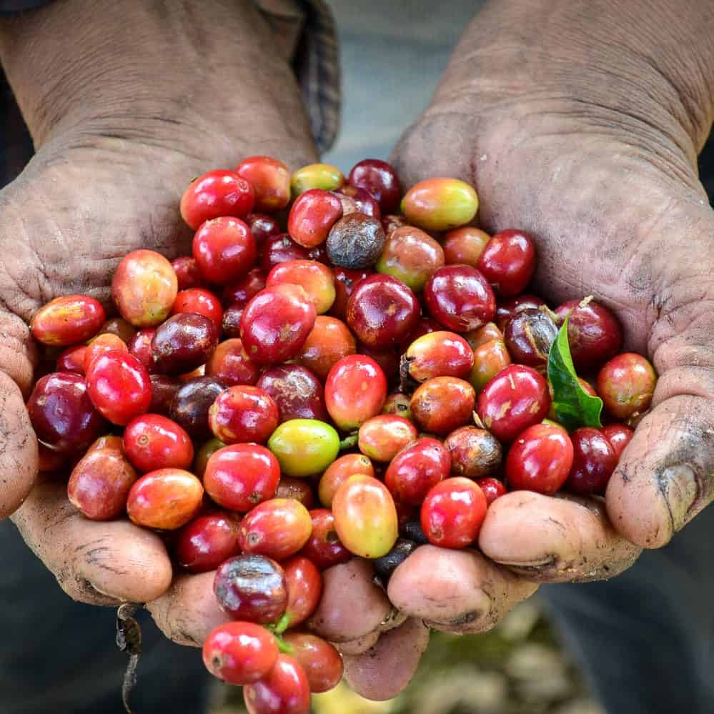 What is the Best Coffee in Costa Rica? – The Tico Times | Costa Rica ...