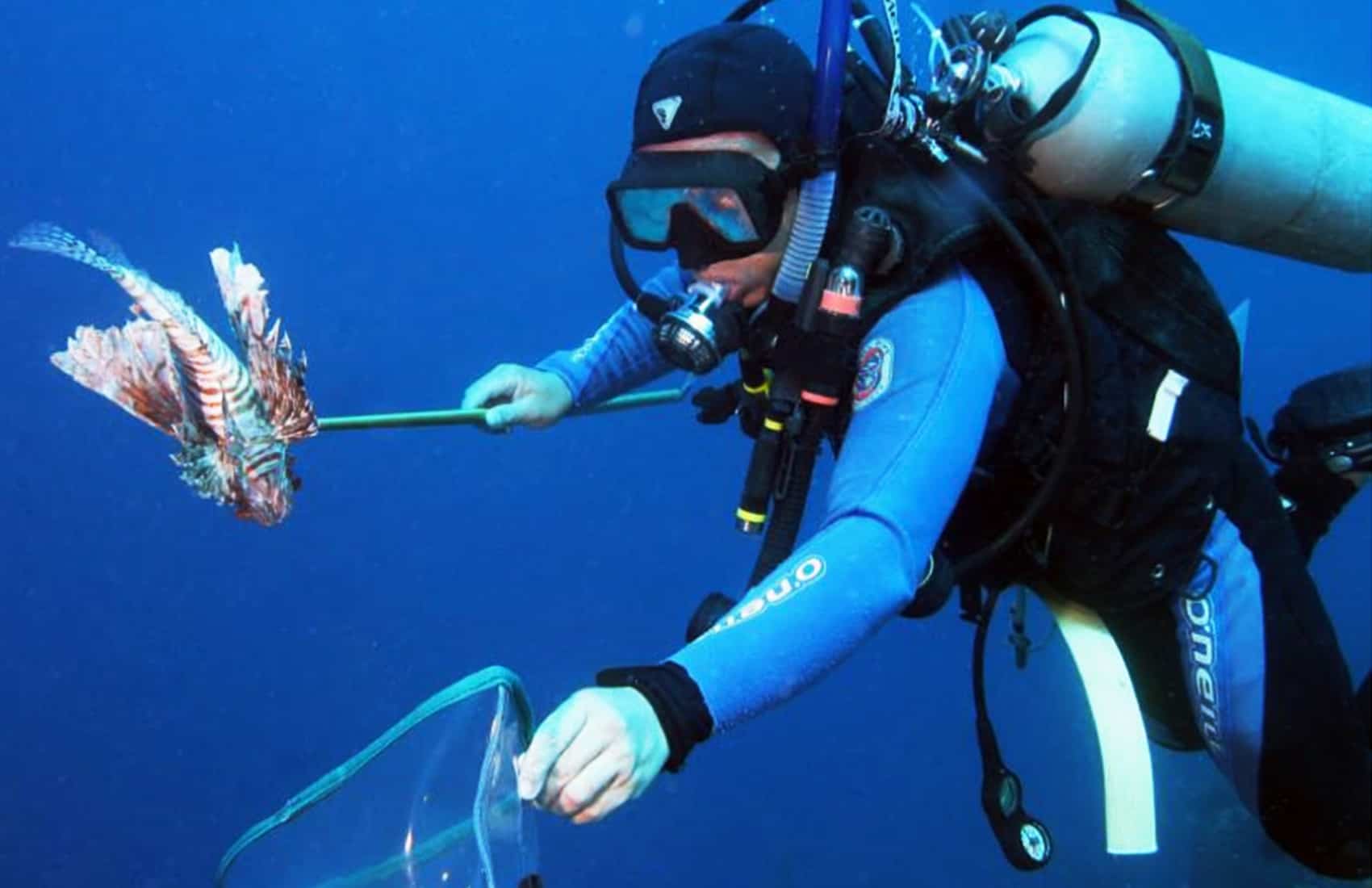 Costa Rica to launch offensive against invasion of broadbarred firefish