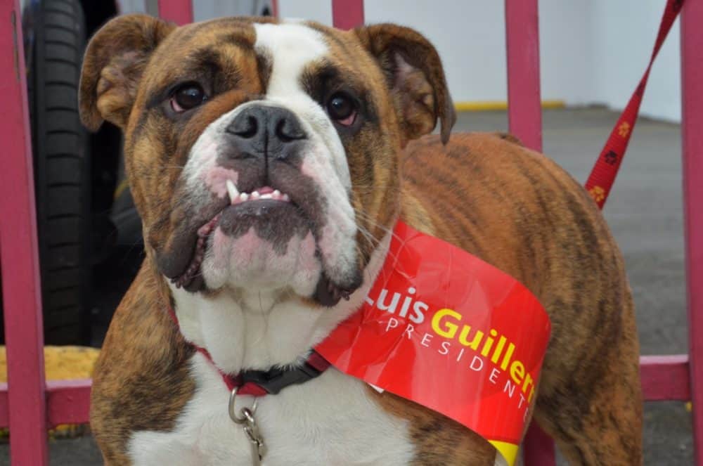 Photos of Costa Rican dogs showing off their politics