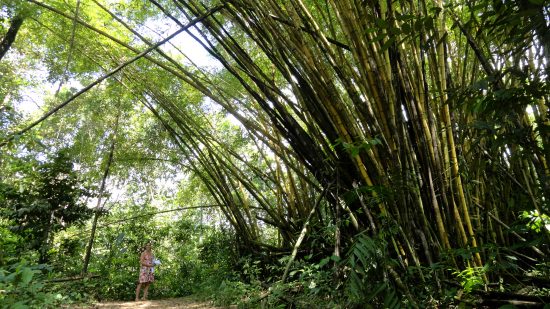 Costa Rica tree house vacation, by way of a giant mudslide : The Tico ...