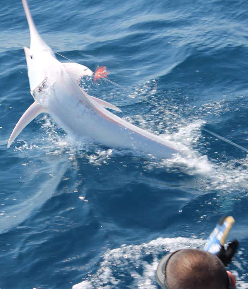 Rare White Marlin caught off Costa Rica's Pacific Coast