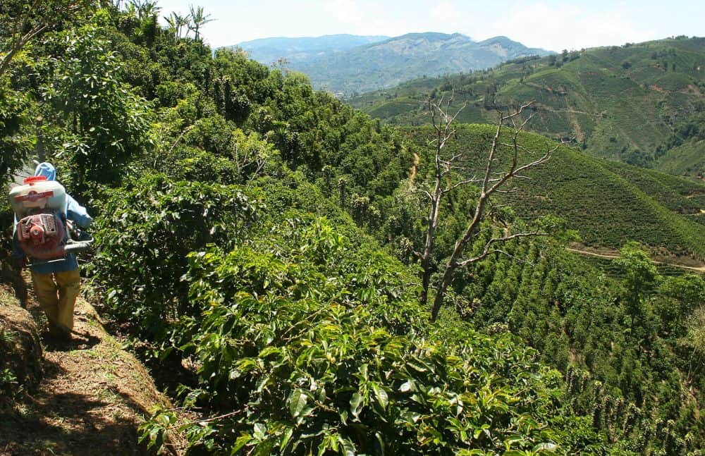 Costa Rica's coffee sector to receive $2 million to improve farming ...
