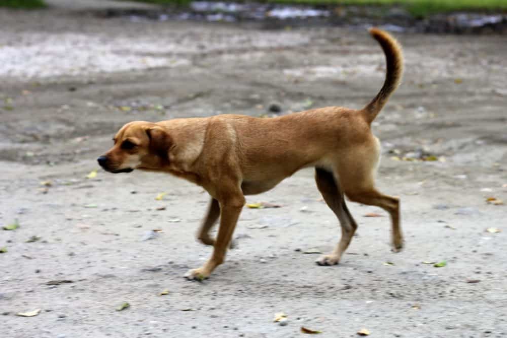 Costa Rica’s New Dog and Cat Breeding Rules Take Effect