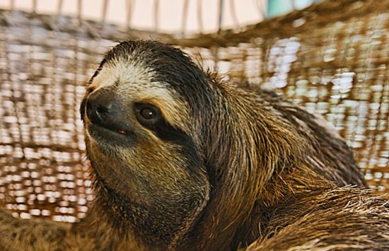 How Buttercup the sloth became a brand ambassador for American Apparel ...