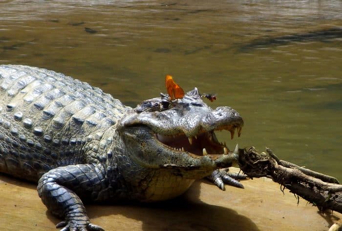Feeding on caimans
