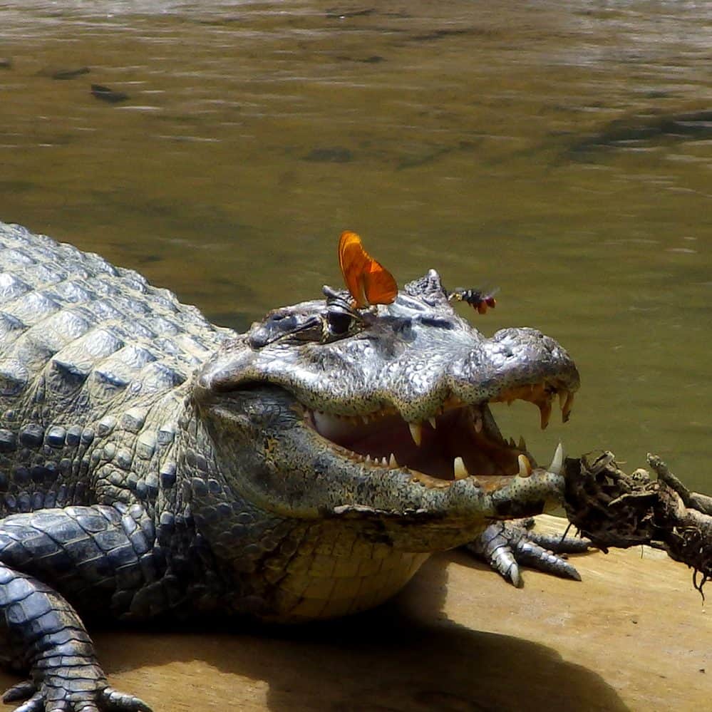 Feeding on caimans – The Tico Times | Costa Rica News | Travel | Real ...