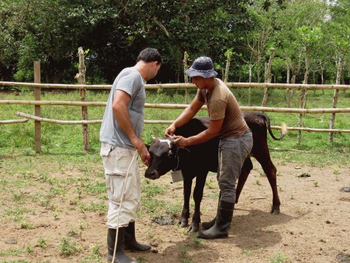 Costa Rica's Rapid response units help mitigate conflicts over wildcat ...