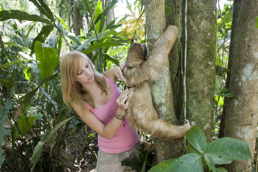 High-tech backpacks key to saving baby sloths : The Tico Times | Costa ...
