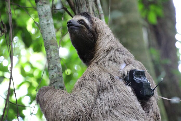 High-tech backpacks key to saving baby sloths : The Tico Times | Costa ...