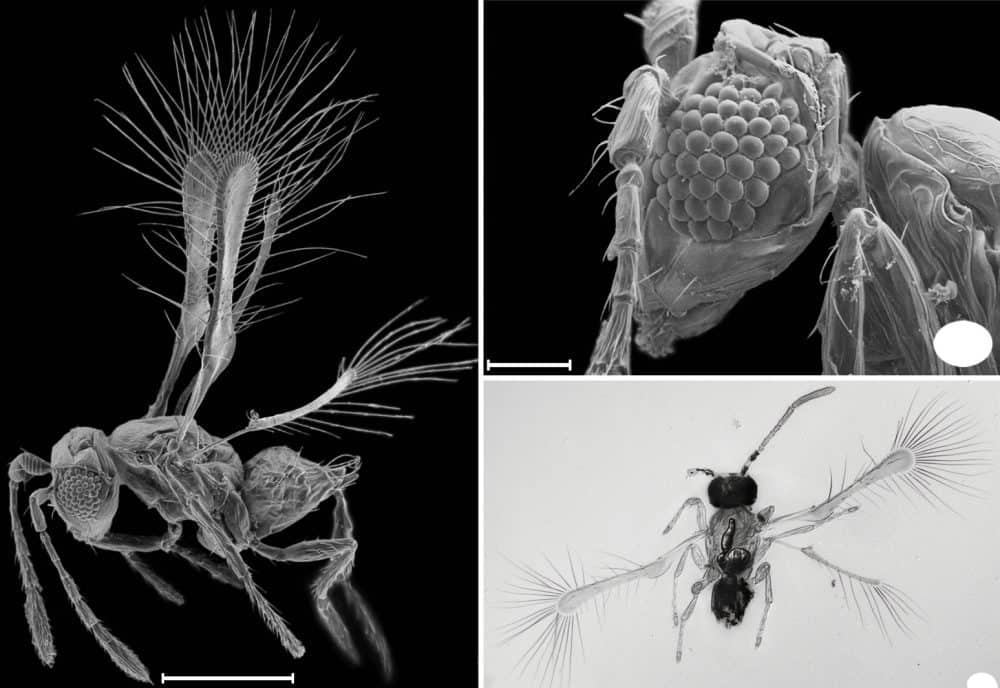 The Mysteries Of The Tinker Bell Wasp One Of Smallest Bugs Ever Discovered