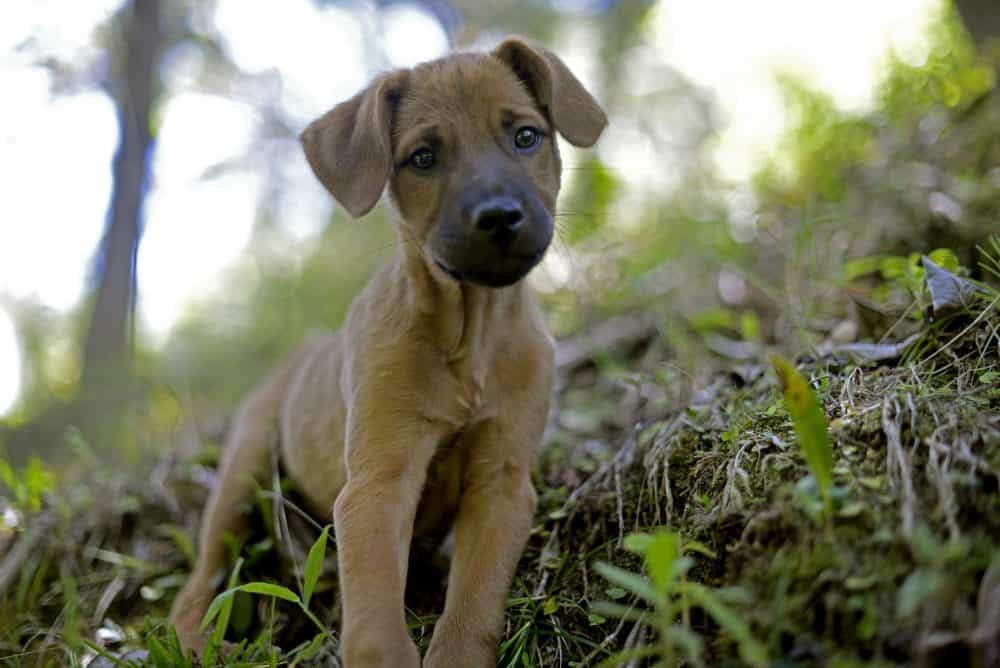 A canine concert, organic fundraisers, and other happenings in Costa Rica