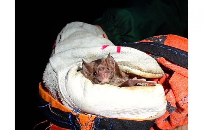 Costa Rica Bat Research Reveals Monteverde's Changing Ecosystem