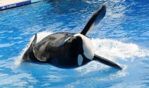 The 'Blackfish Effect': SeaWorld to build new orca whale habitats