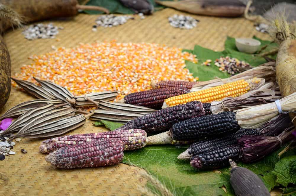Corn, Culture, and Costa Rican Gardens