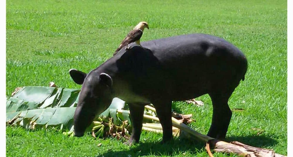 Watch: Spotting the elusive tapir in Bijagua, Costa Rica