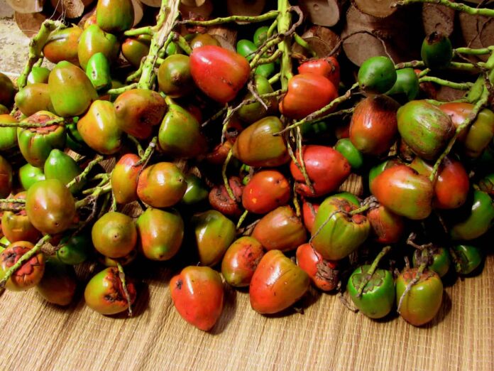 Pejibayes in Costa Rica - The Ultimate Rainy Season Fruit