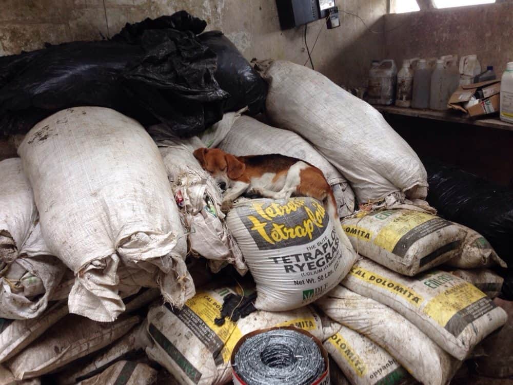 Hundreds of neglected dogs found in area surrounding Turrialba Volcano