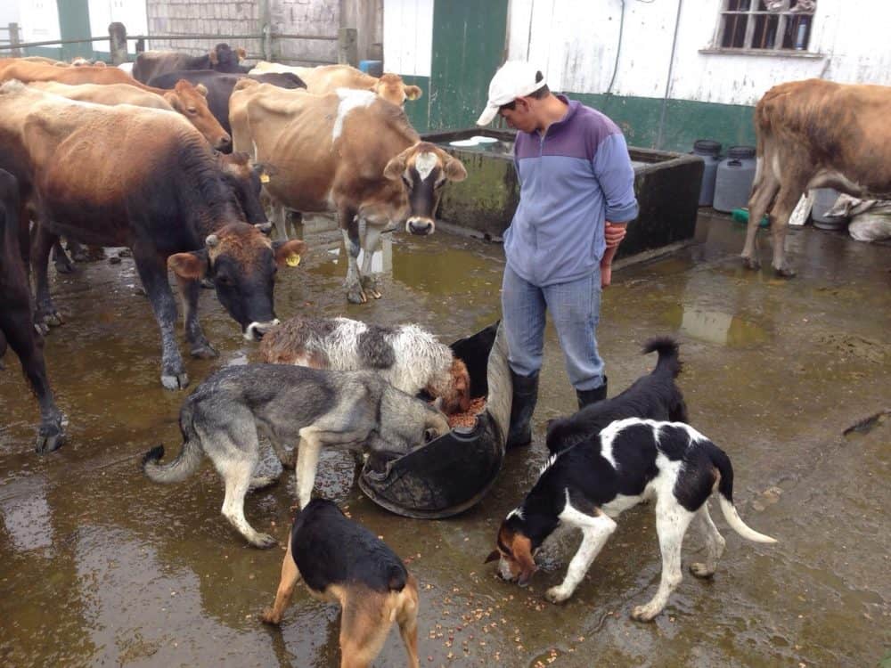 Hundreds of neglected dogs found in area surrounding Turrialba Volcano