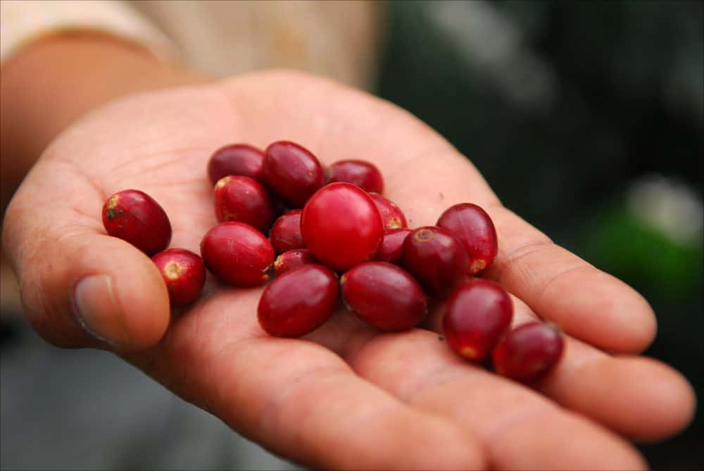 Costa Rican Coffee Co-op Sets Example in Carbon Neutral Practices