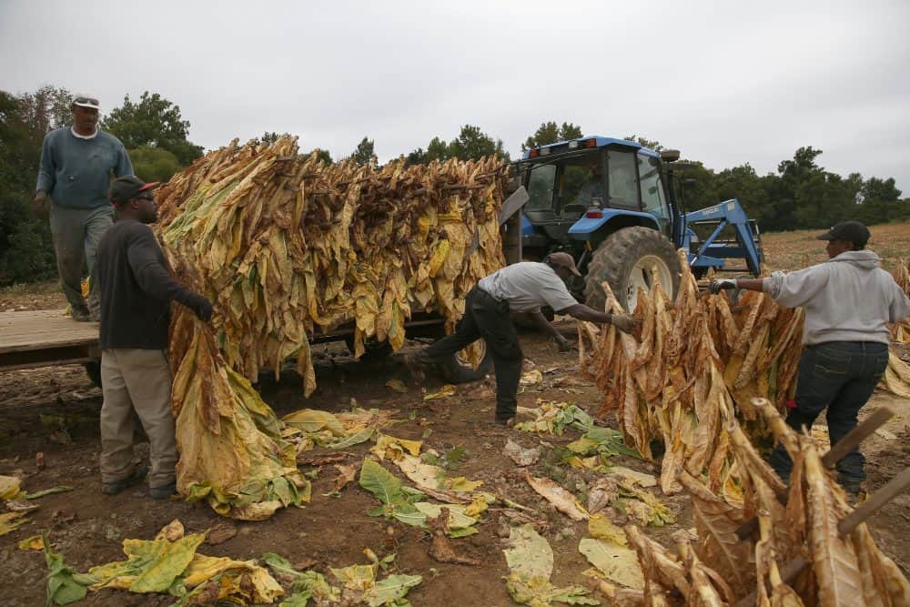 Big Tobacco's future as Big Marijuana : The Tico Times | Costa Rica ...