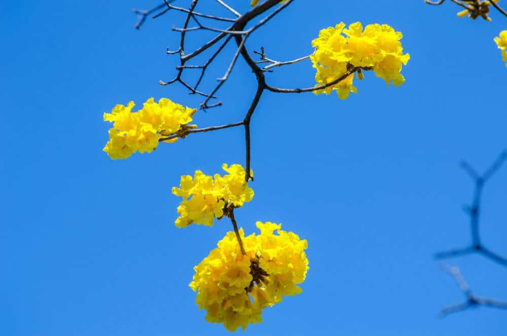PHOTOS: Dry season brings a blast of color to Costa Rica's treetops ...