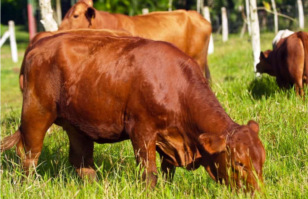 Costa Rica approves $1 million in aid to farmers affected by unusual ...