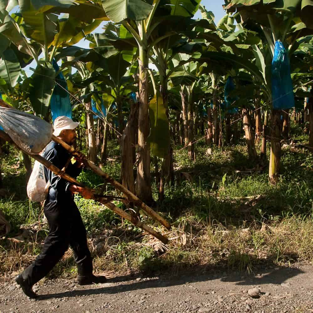 Costa Rica recognizes first carbon-neutral banana company – The Tico ...