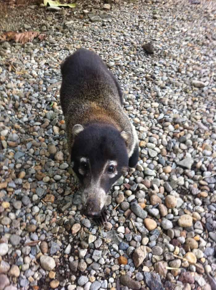 Costa Rica's Cerro Chato: Go climb a volcano