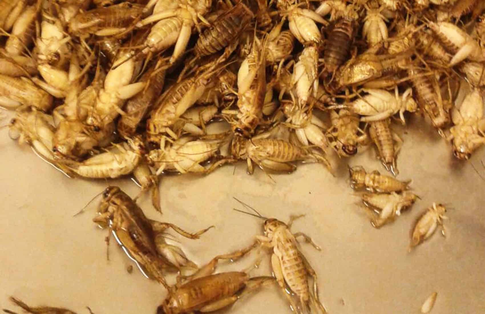 Costa Rican students turn larvae, crickets into nutritious meals to ...