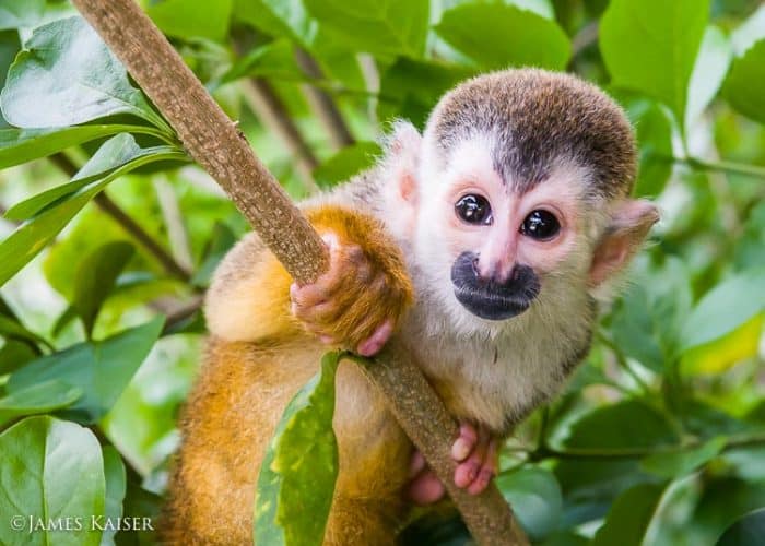 Helping To Save The Titi Monkey in Costa Rica : The Tico Times | Costa ...