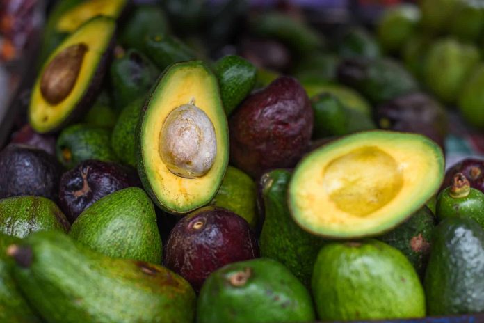 Avocado's Rich History: From Aztecs to Modern Cuisine : The Tico Times ...