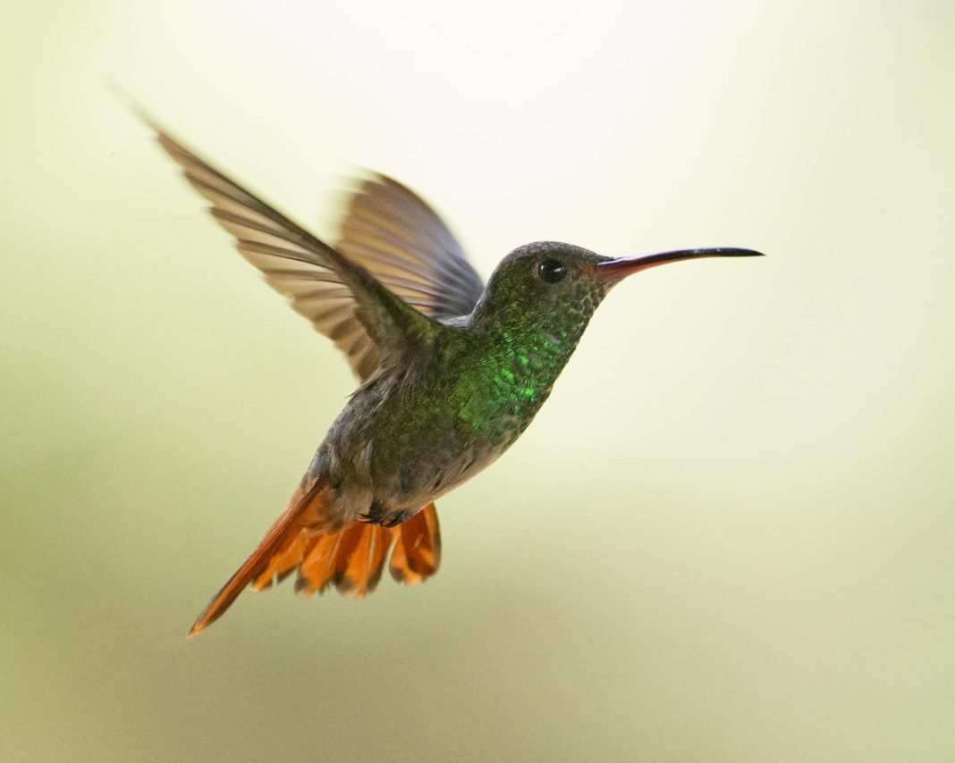 Vid of the Day: A hummingbird flying in slow-motion : The Tico Times ...