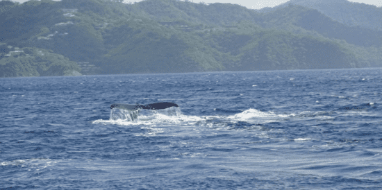 Playas del Coco: Turtle sex, whales, snorkeling, shots and a sunset