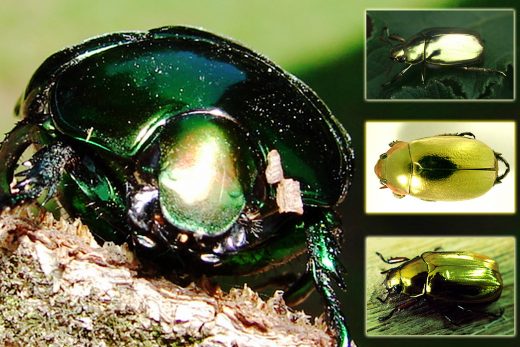 Costa Rica’s jewel scarab is headed to space