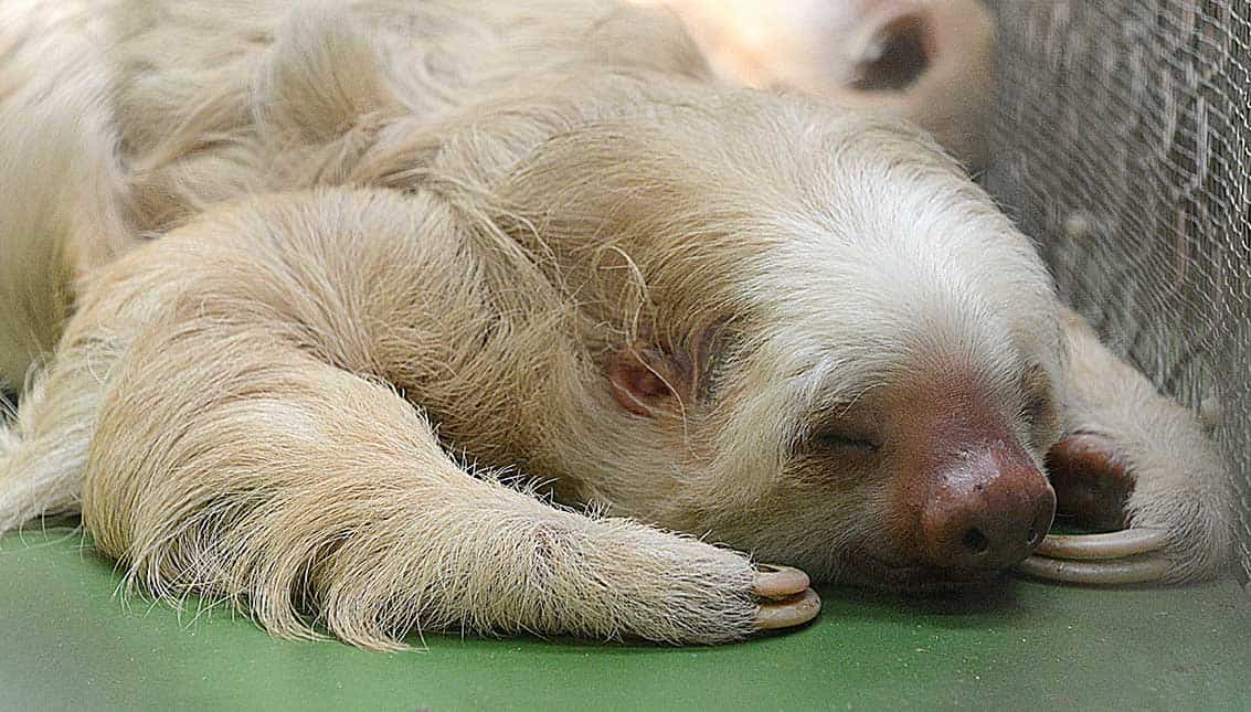 Every Costa Rica sloth photo you will ever need to see